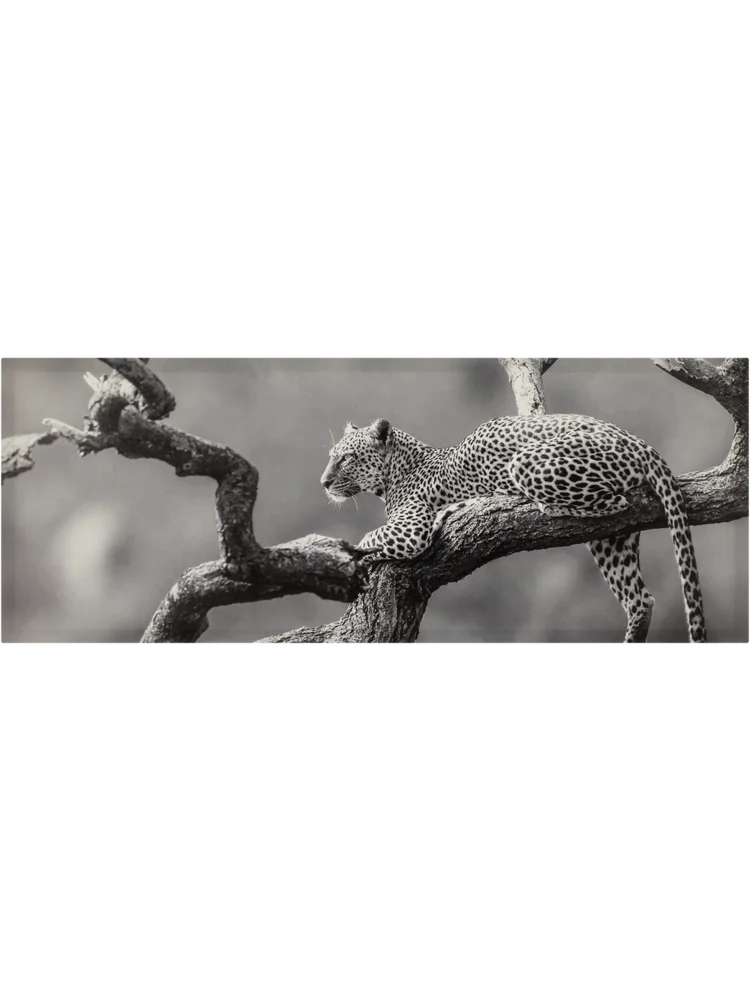 Leopard Canvas – PEP Online